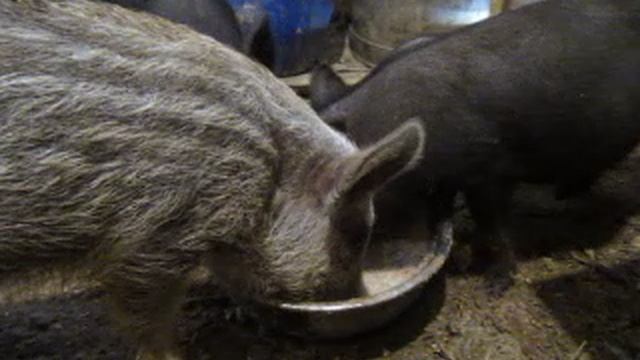 наши поросята кушают