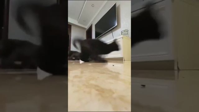 Смешные животные | Мотивация