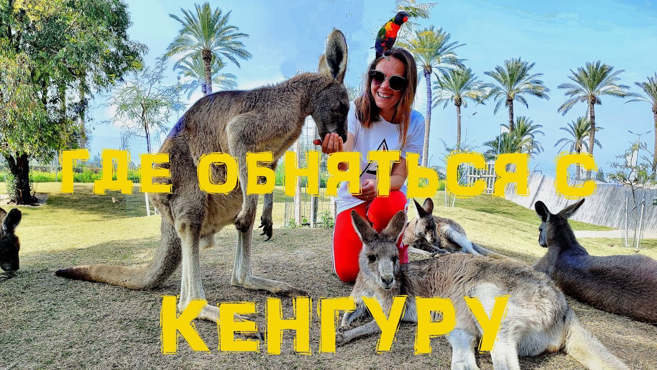 ПАРК КЕНГУРУ. Мир прыгающих друзей.