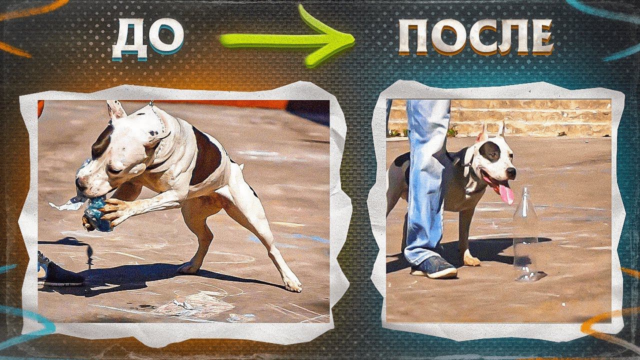 Одержимость пластиковыми бутылками (Телепроект"Искусство общения с собакой")