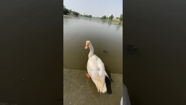 Очень милая одинокая утка в Индии