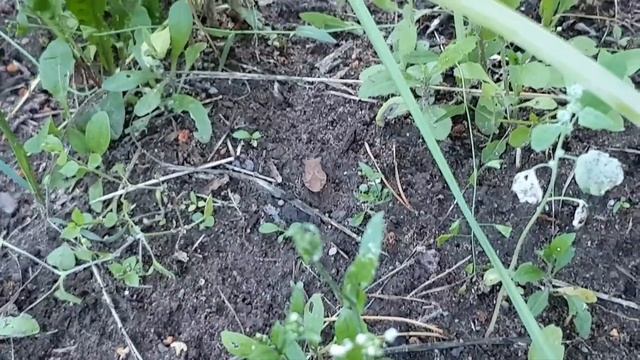 Клоп вонючка спасается бегством!???