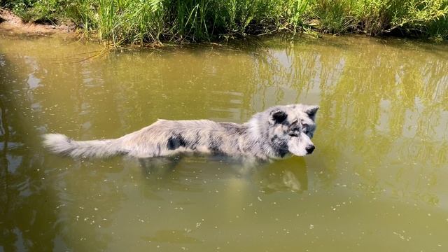 Пловец акитаину