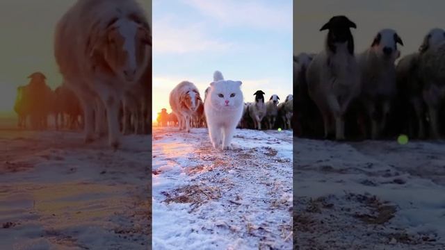 Кот тут главный