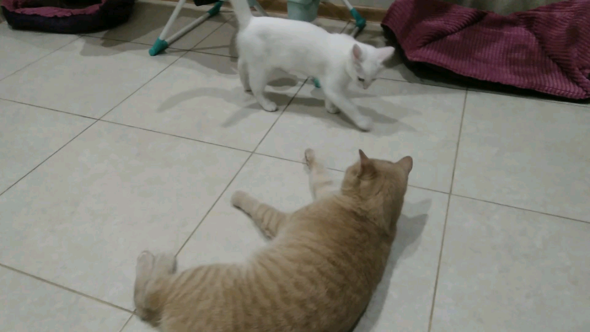 Кот явно уже устал от игривой кошки