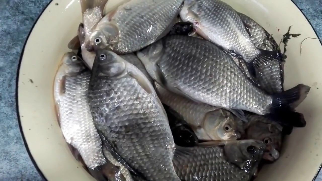 На рыбалку//Ловля карася//Отдых для души