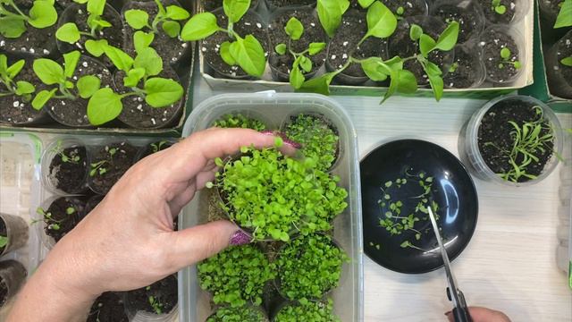 Решила провести ревизию своей рассады, вот что получилось.