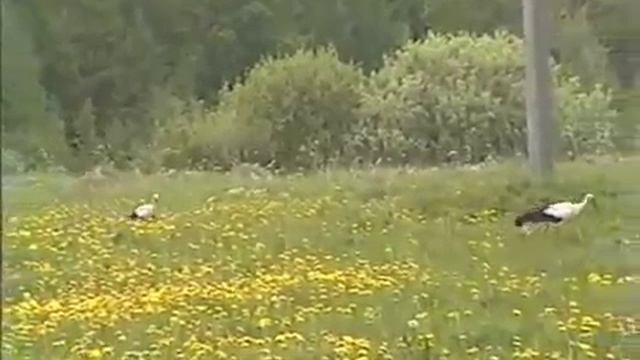 Аисты на охоте