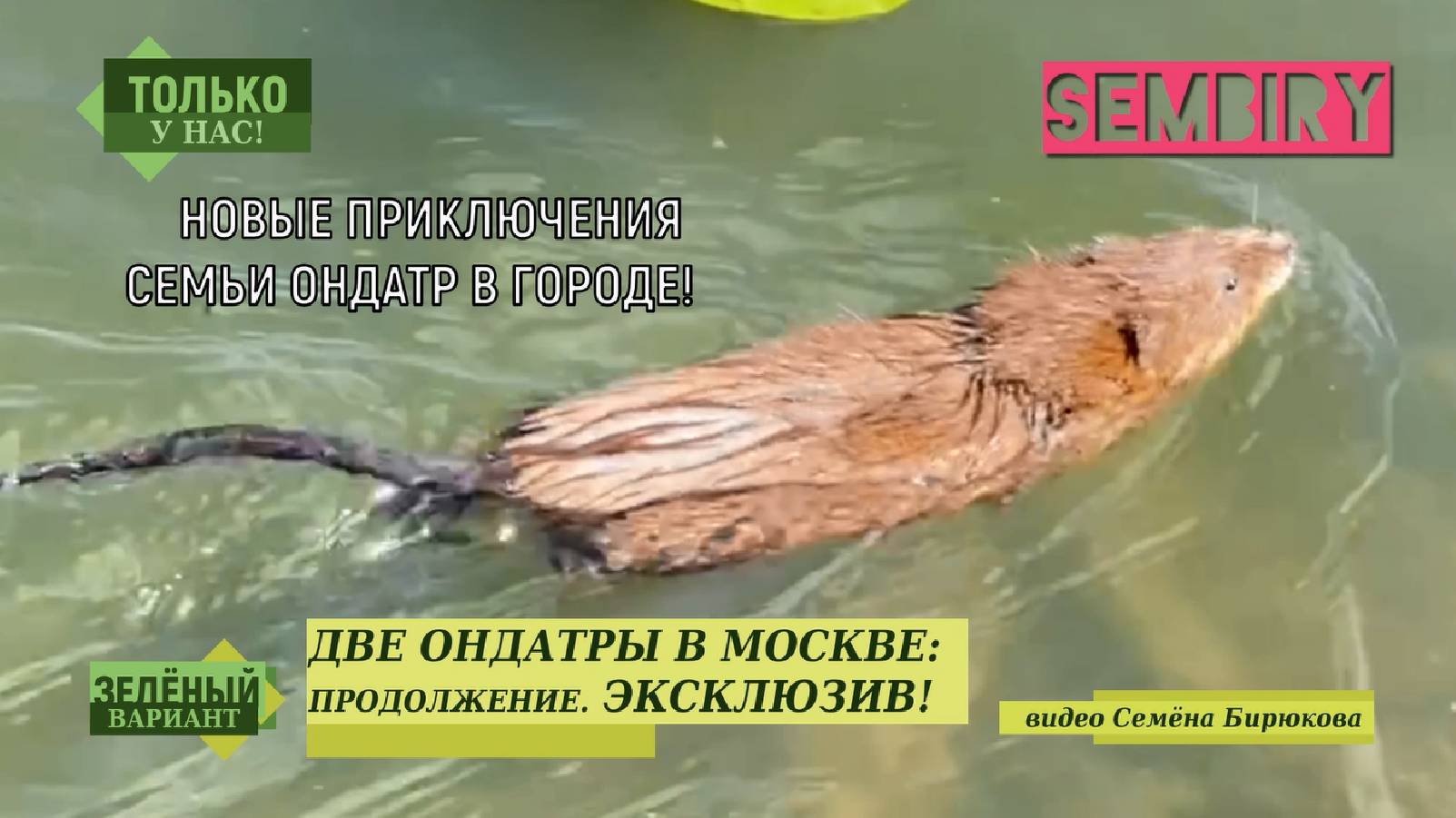 ДВЕ ОНДАТРЫ: ЖИЗНЬ В МОСКОВСКОМ ПРУДУ. ПРОДОЛЖЕНИЕ. ЭКСКЛЮЗИВ. ЗЕЛЁНЫЙ ВАРИАНТ. Выпуск от 02.08.2024