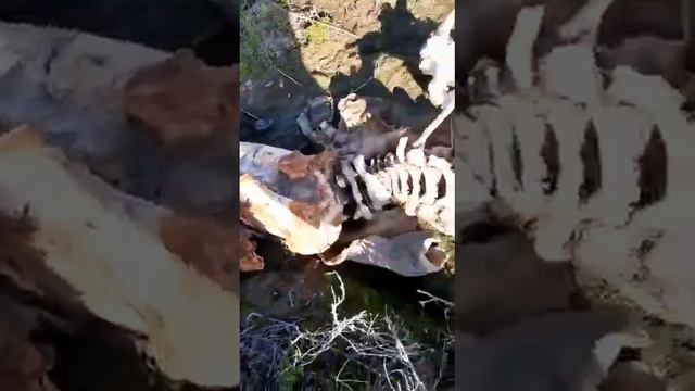 Крокодил косатка или загадочный монстр  Странный скелет нашли на Ямале