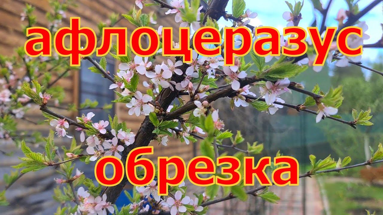 Весенняя обрезка АФЛОЦЕРАЗУСА ! (Персиковой вишни) Шикарный самоплодный гибрид!