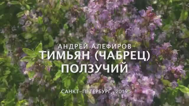Тимьян (чабрец) ползучий. Алефиров А.Н.-043 (1)