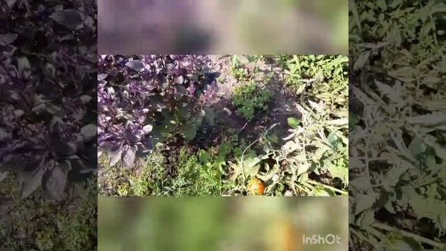 Огород  16 августа.