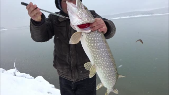 ЩУКА в лютый мороз на живца.ЗИМОЙ.2016