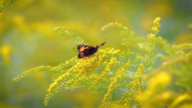 Нежная музыка, успокаивает нервную систему и радует душу