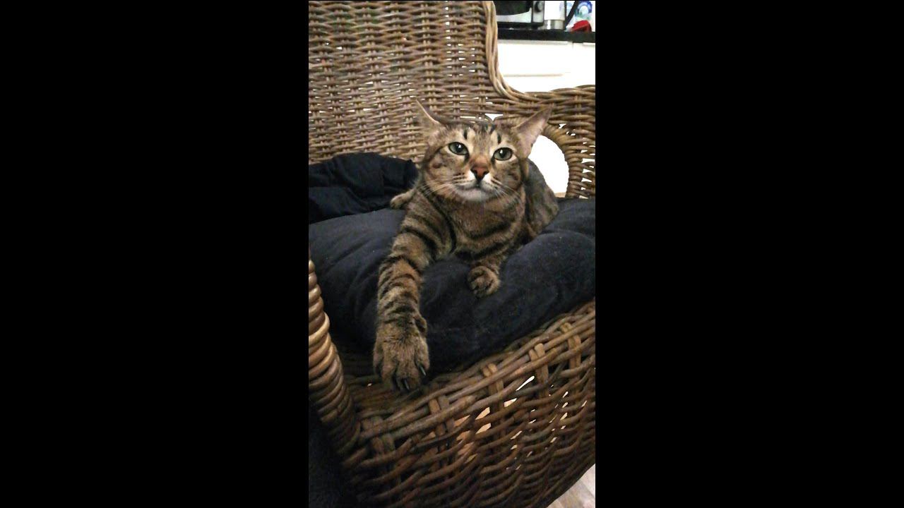 Кошка Маруся  Cats.