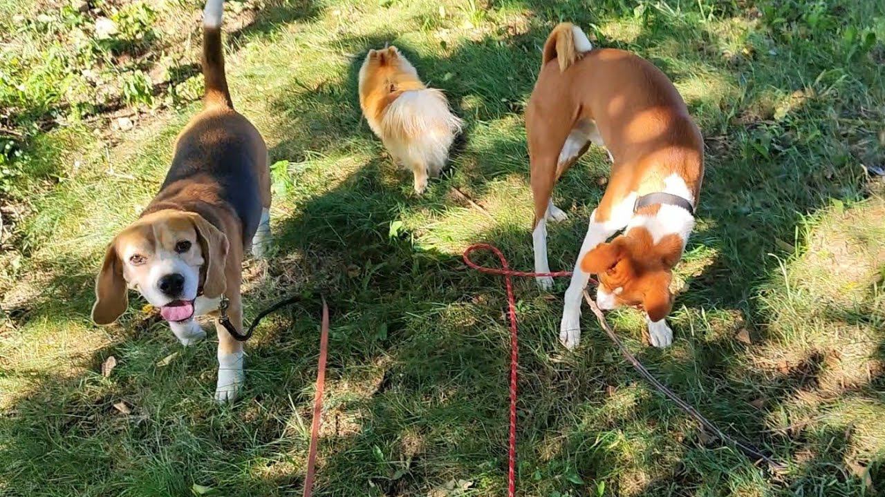 Наш маленький подвиг! Прогулка с тремя собаками. Буля, Лео и Фокс