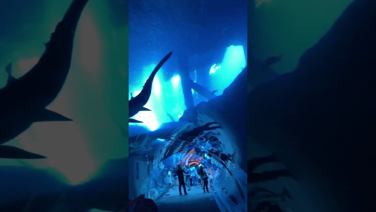 Аквариум в Дубай Молл | Dubai Aquarium and Underwater Zoo