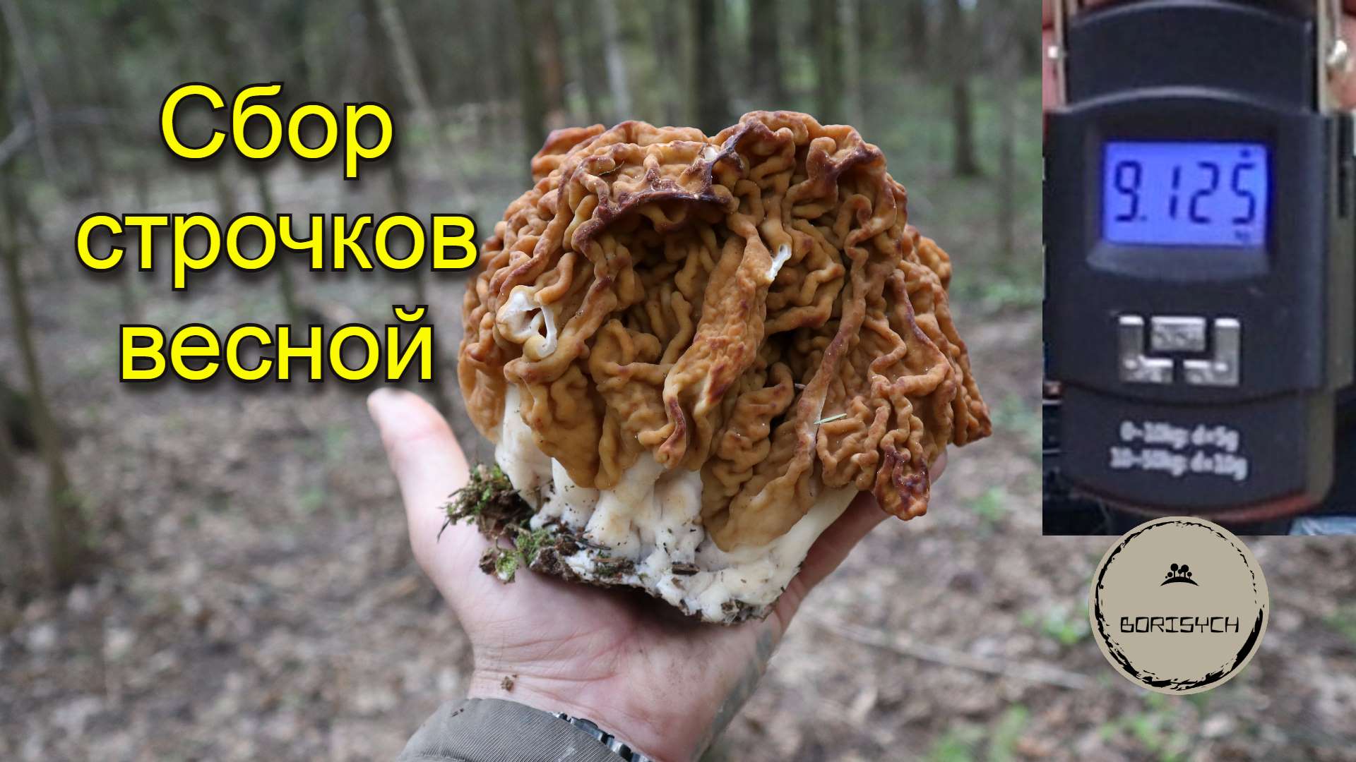 Сбор строчков весной в Подмосковье