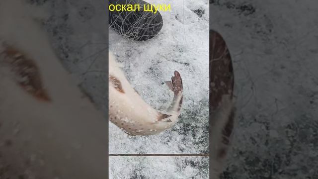 #shorts#Рыбалка хапугой на ленка зимой.