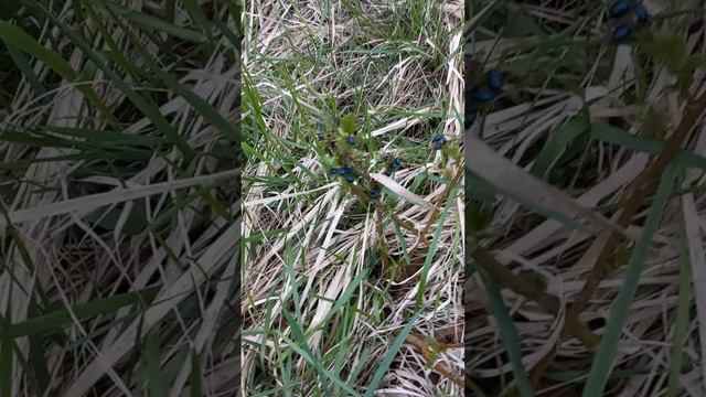 Синяки вредители