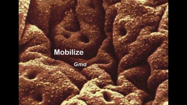 Mobilize - Mowgli