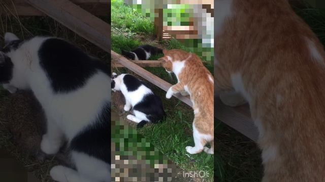 Лесная добыча кошки