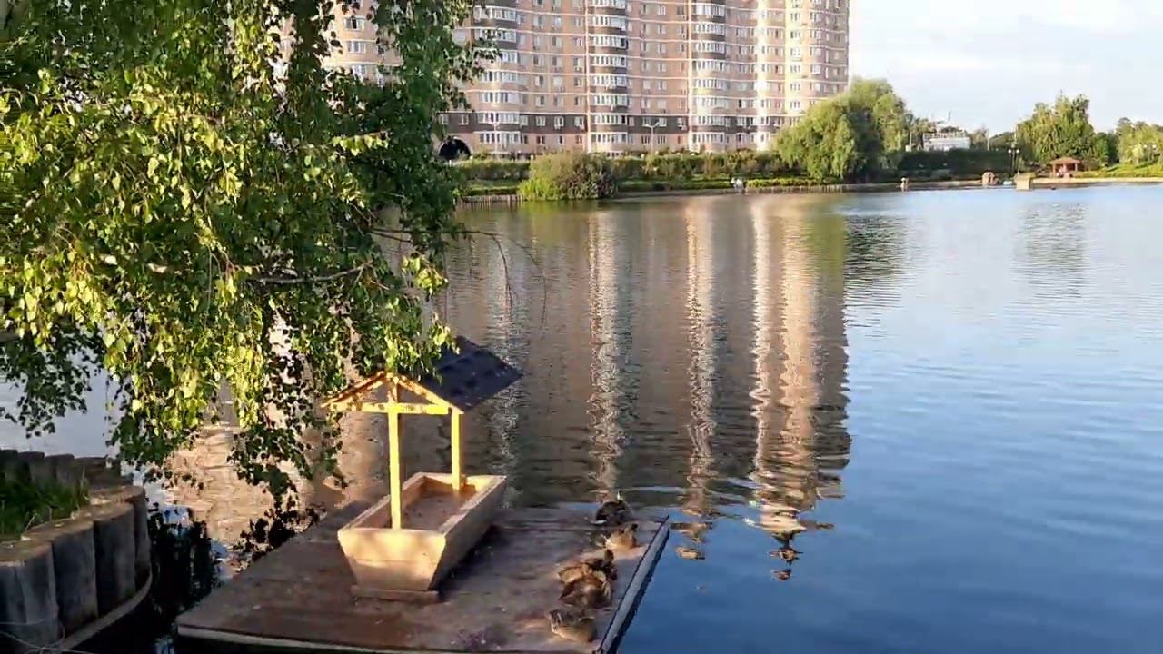 Утята. Поселок совхоза им.Ленина. 16.07.2023