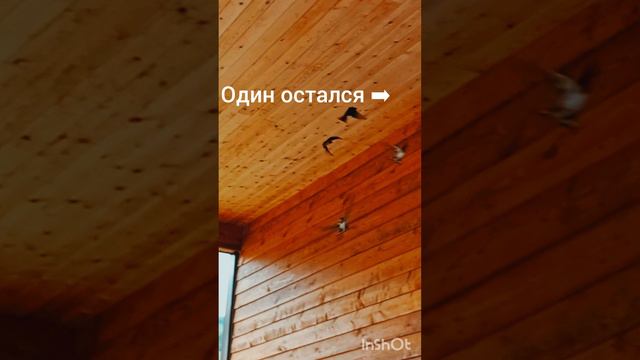 Ласточки часть 4: один остался.