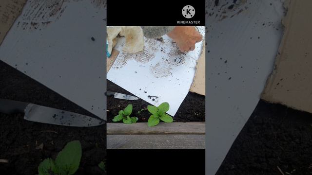 Цветник без сорников ,это возможно.?!