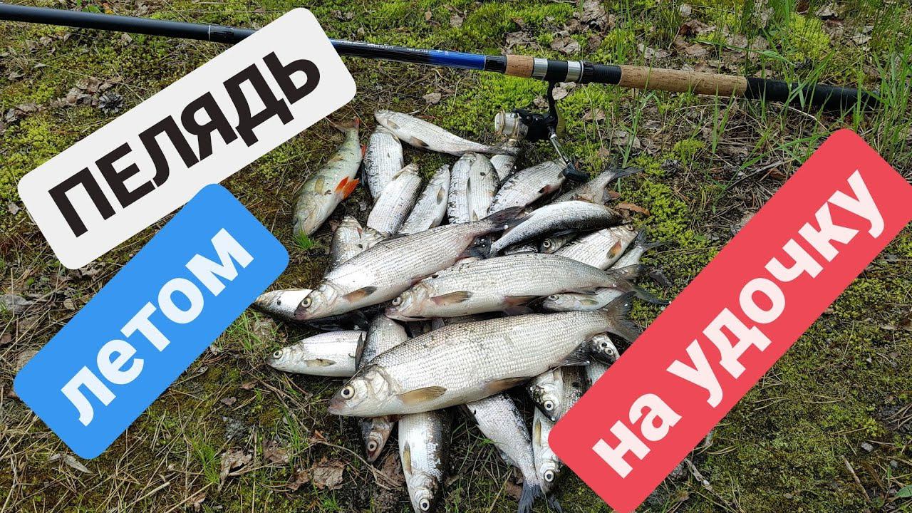 Пелядь ловля на удочку летом  #пелядь #летняярыбалка