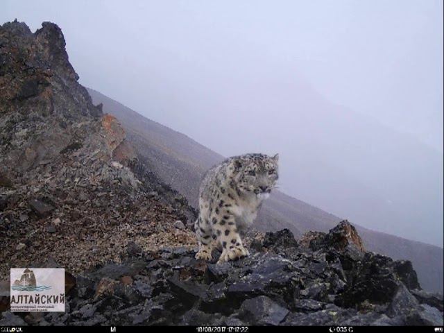 Снежный барс на хребте Шапшал