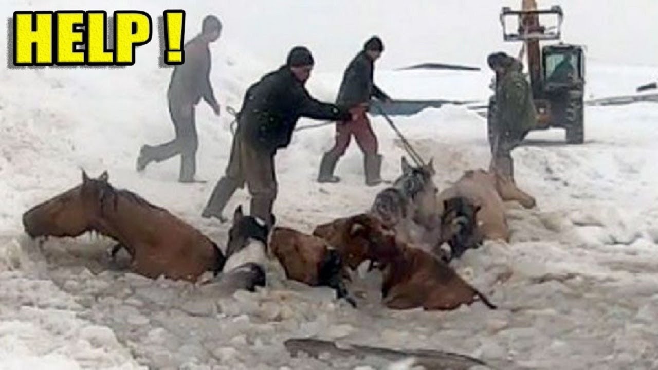 Подборка уникальных кадров спасения животных. Люди помогают животным оказавшимся в беде.