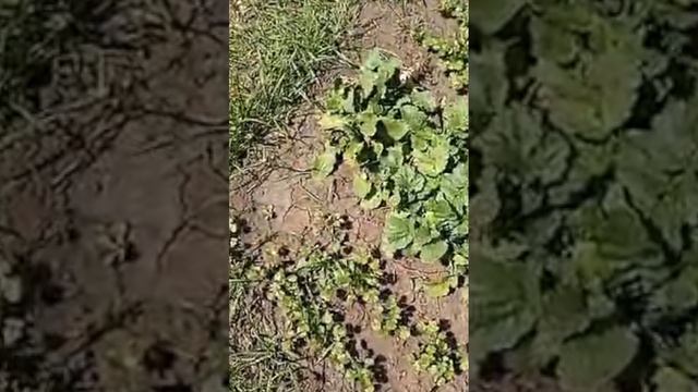 Огородик на Украине.