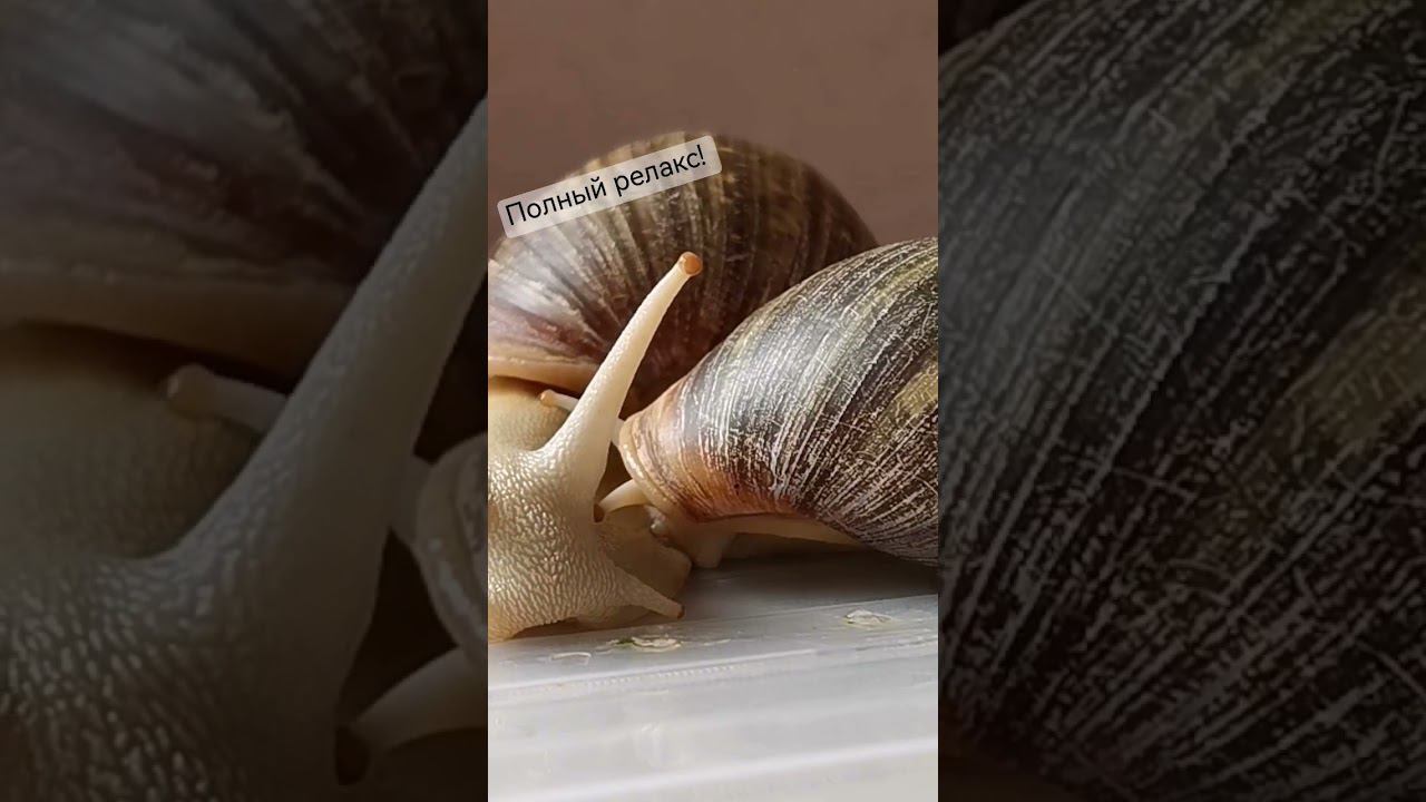 Архахатины бенин #fannyvideo #relaxing #snail #bigsnail улитки #архахатины
