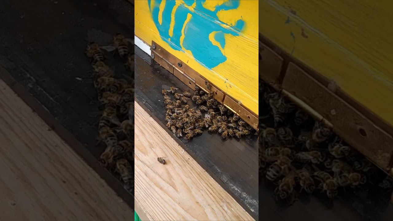 Шмель залез в улей к пчелам и поплатился жизнью #пчёлы #пасека #деревня