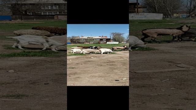 Первый выгул