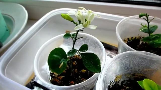 Муррайя метельчатая. Первое цветениеMurray the paniculate. The first flowering.mp4
