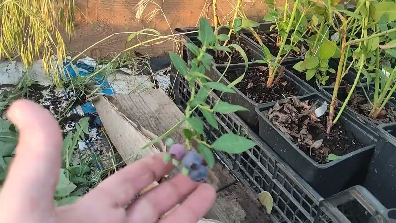 Саженцы голубики и созревание ягод