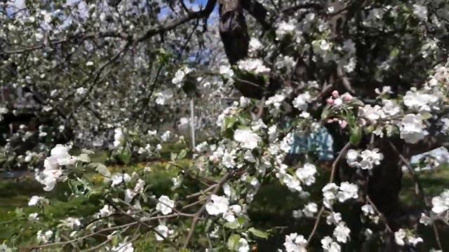 Ушинка. Сады цветут.