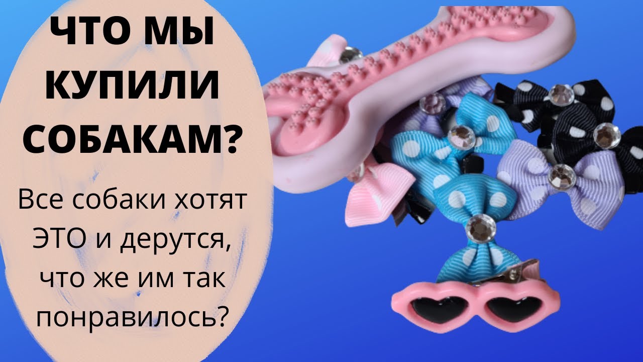 Что мы купили для собак?  Игрушки для собак и покупки из зоомагазина.
