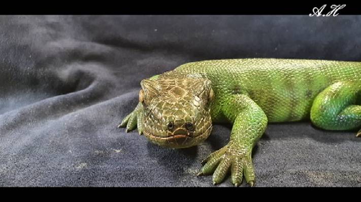 ЯЩЕРИЦА ИЗ ДЕРЕВА (РЕПТИЛИЯ) резьба по дереву, покраска акрилом, аэрография . детализация фигуры .