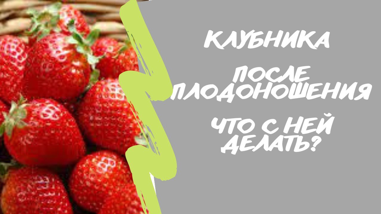 Клубника после плодоношения?. Что с ней делать?