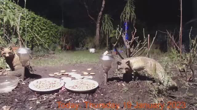 Foxheaven Дублин Ирландия Livestream (Foxheaven Dublin Ireland Livestream) - 20.01.2023