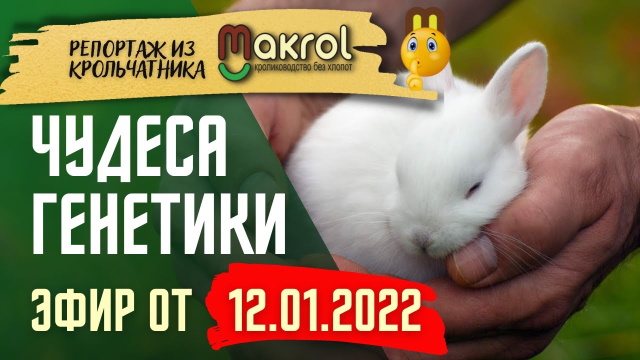 ✅12.01.2022 Породные признаки крольчат Советская Шиншилла ?#Кролиководство в эф.mp4