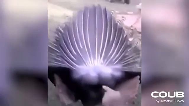 Ущепнули индюка