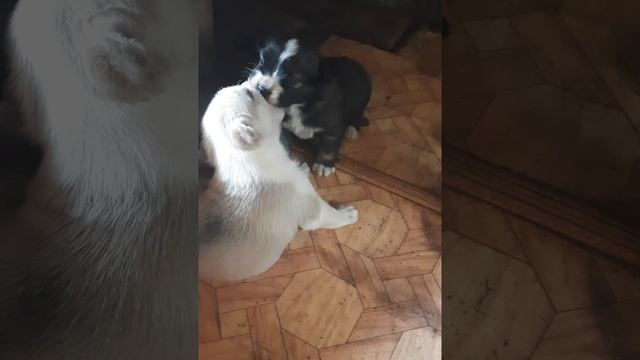 Когда были совсем маленькие Барсик и Берта.