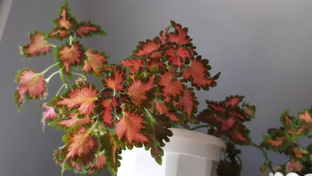 Колеус "Raspberry  ruffles"