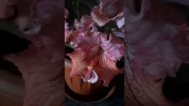 LISTY стрептокарпус.