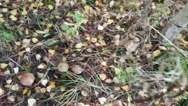 60 штук, как с куста!.mp4